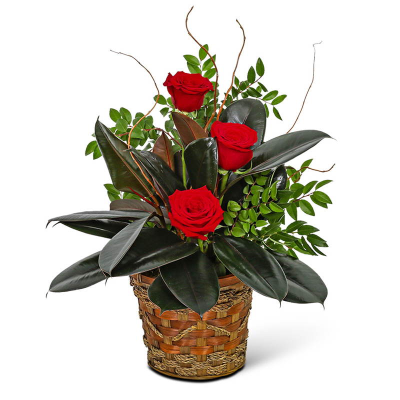 Rubber Tree Plant with Red Roses :: Quality Flowers, Fort Smith AR