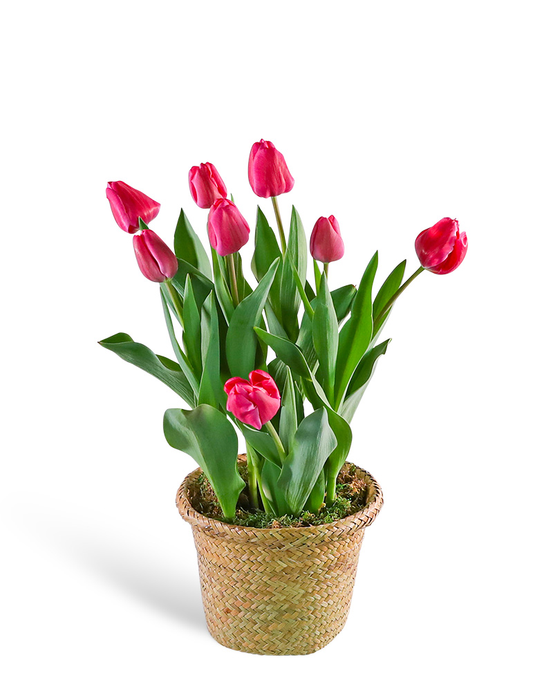 Pink Potted Tulip Plant :: Quality Flowers, Fort Smith AR